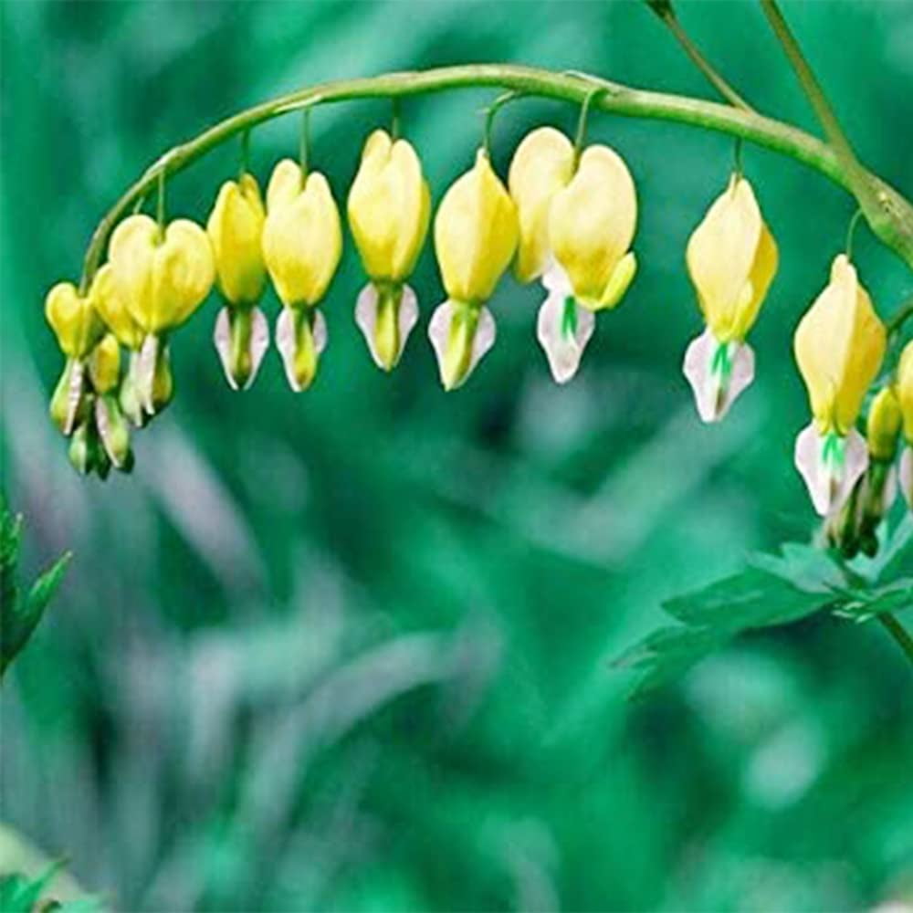QAUZUY GARDEN Yellow Dicentra Spectabilis 25 Seeds Golden Eardrops ...