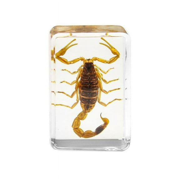 QHUDLV Insect Amber Specimen, Natural Scorpion Inclusion Resin ...