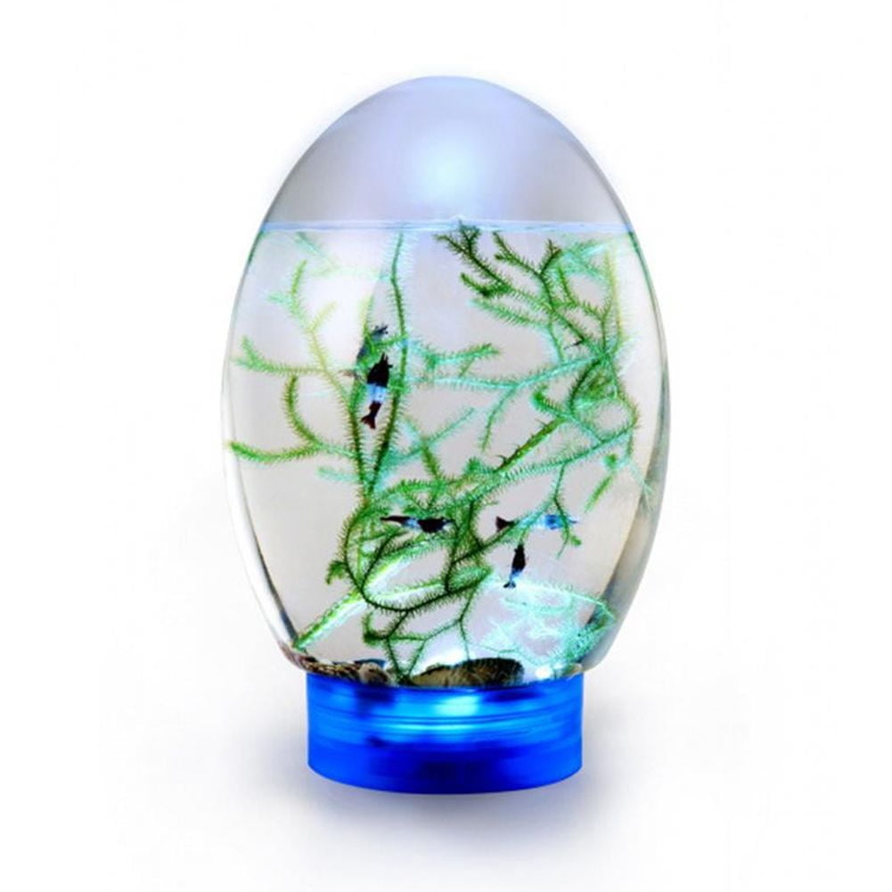 QHUDLV Mini Desktop Aquarium, Glass Shrimp Fish Tank with LED Light ...