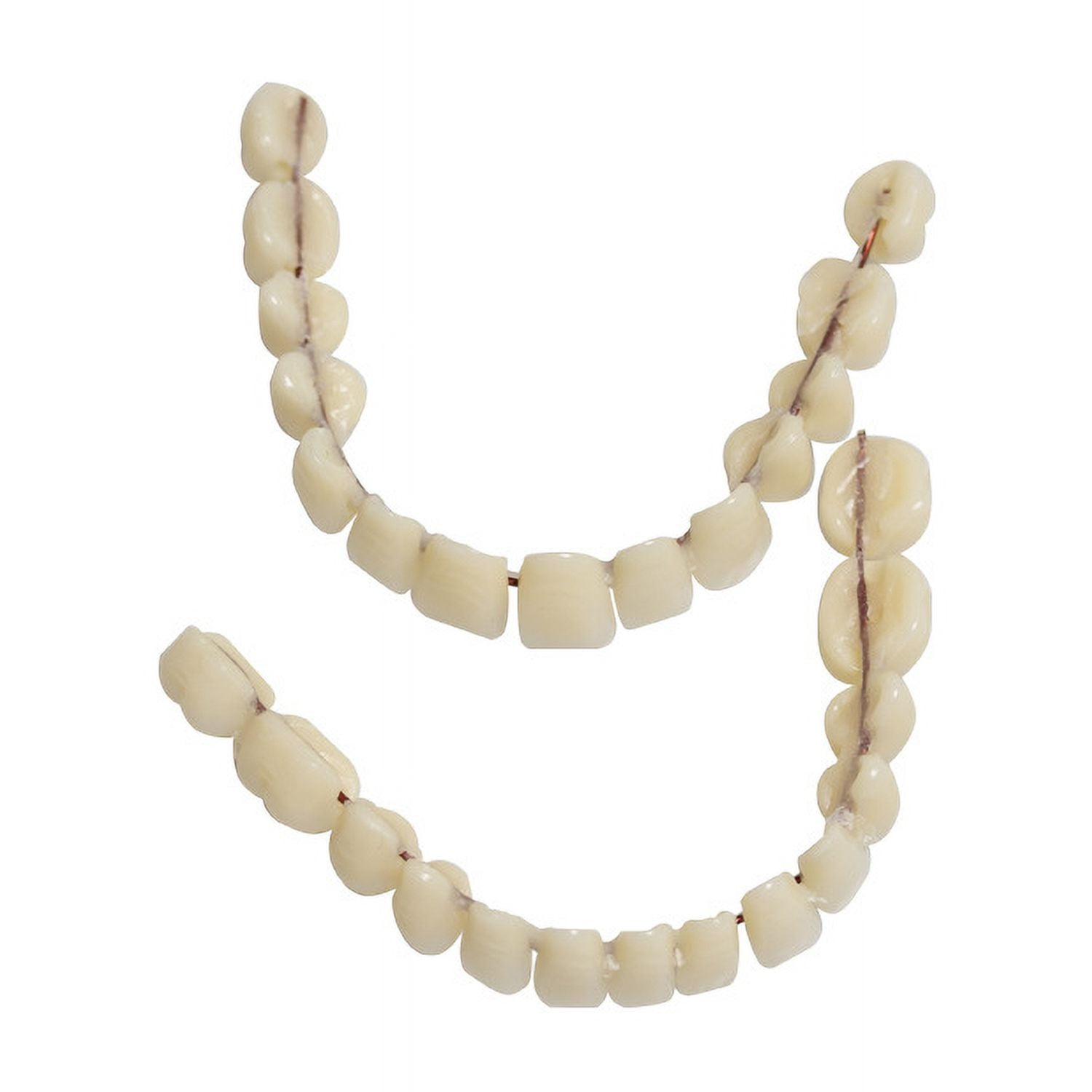 QIDITONG 2pcs Realistic Double Row Plastic Model For Education ...