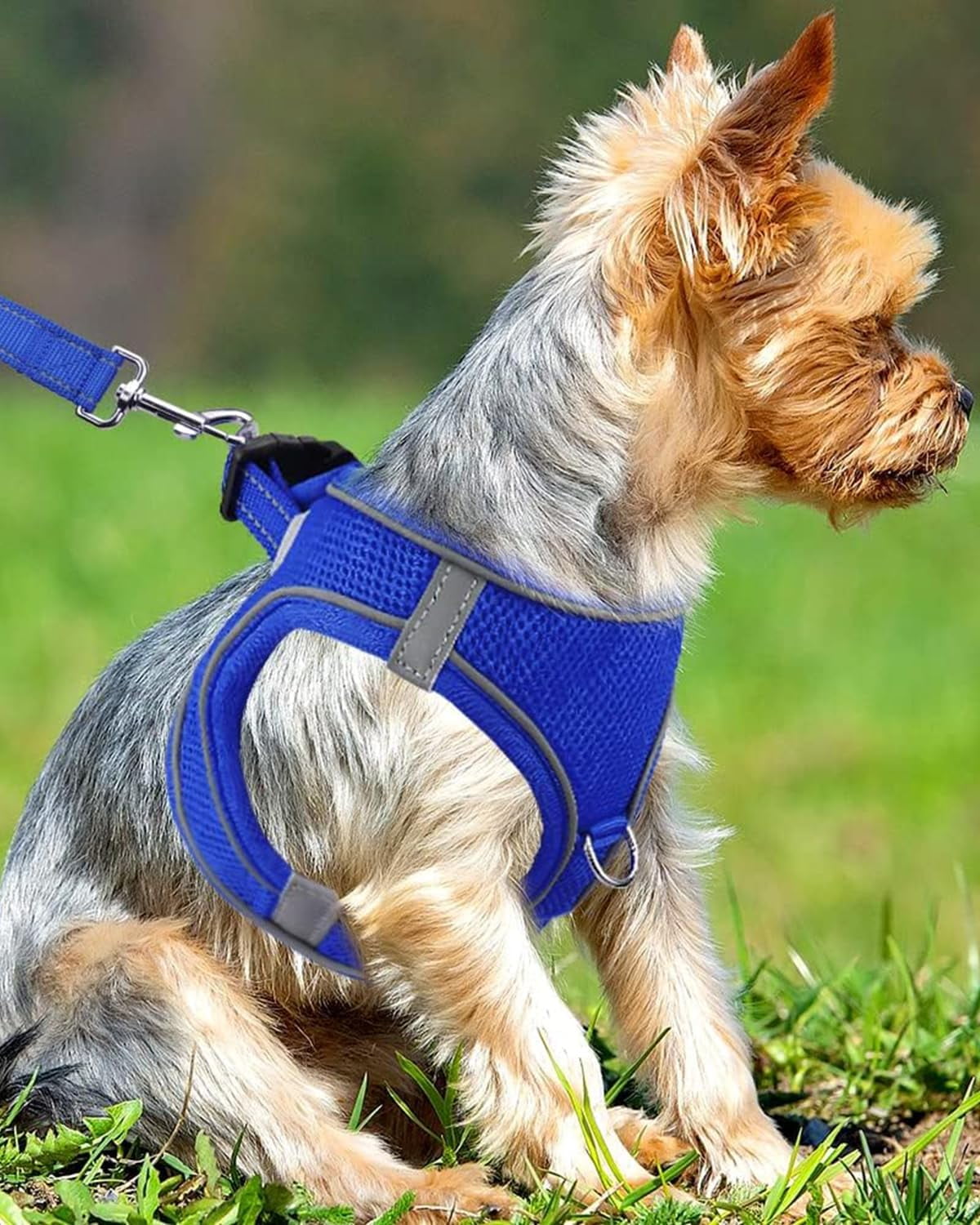 QIHE-Small Dog Harness, Breathable Mesh Step-in Vest, Reflective Soft ...
