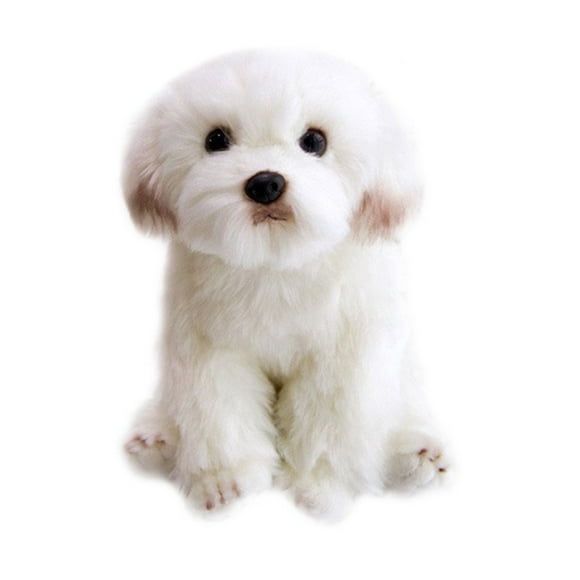 Adopt Maltese Puppy