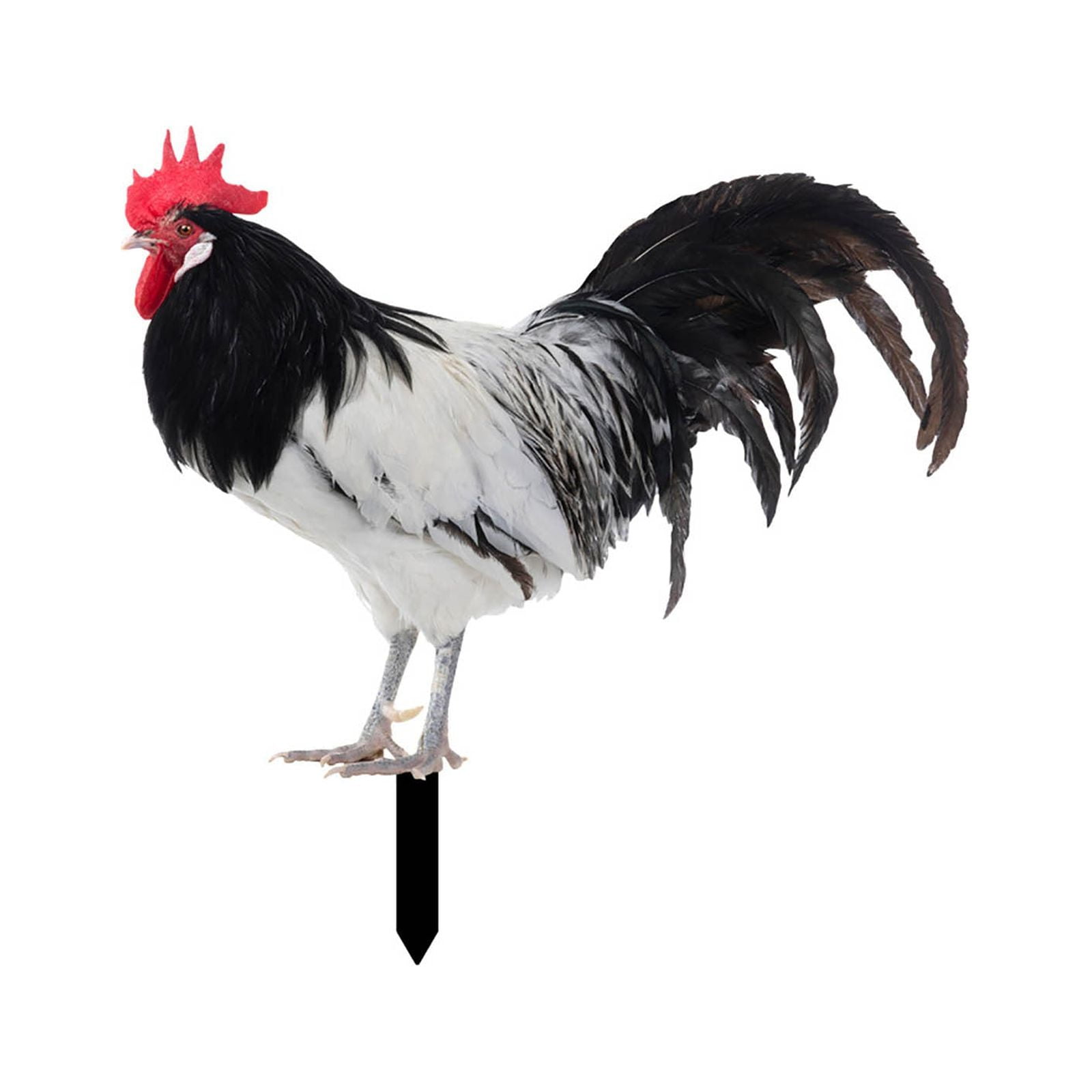 QLFSCXG Garden Decoration Fun Plug In Simulation Rooster Courtyard Plug ...