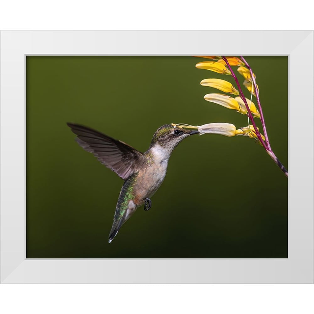 Qiang (John), Tu 32x26 White Modern Wood Framed Museum Art Print Titled ...