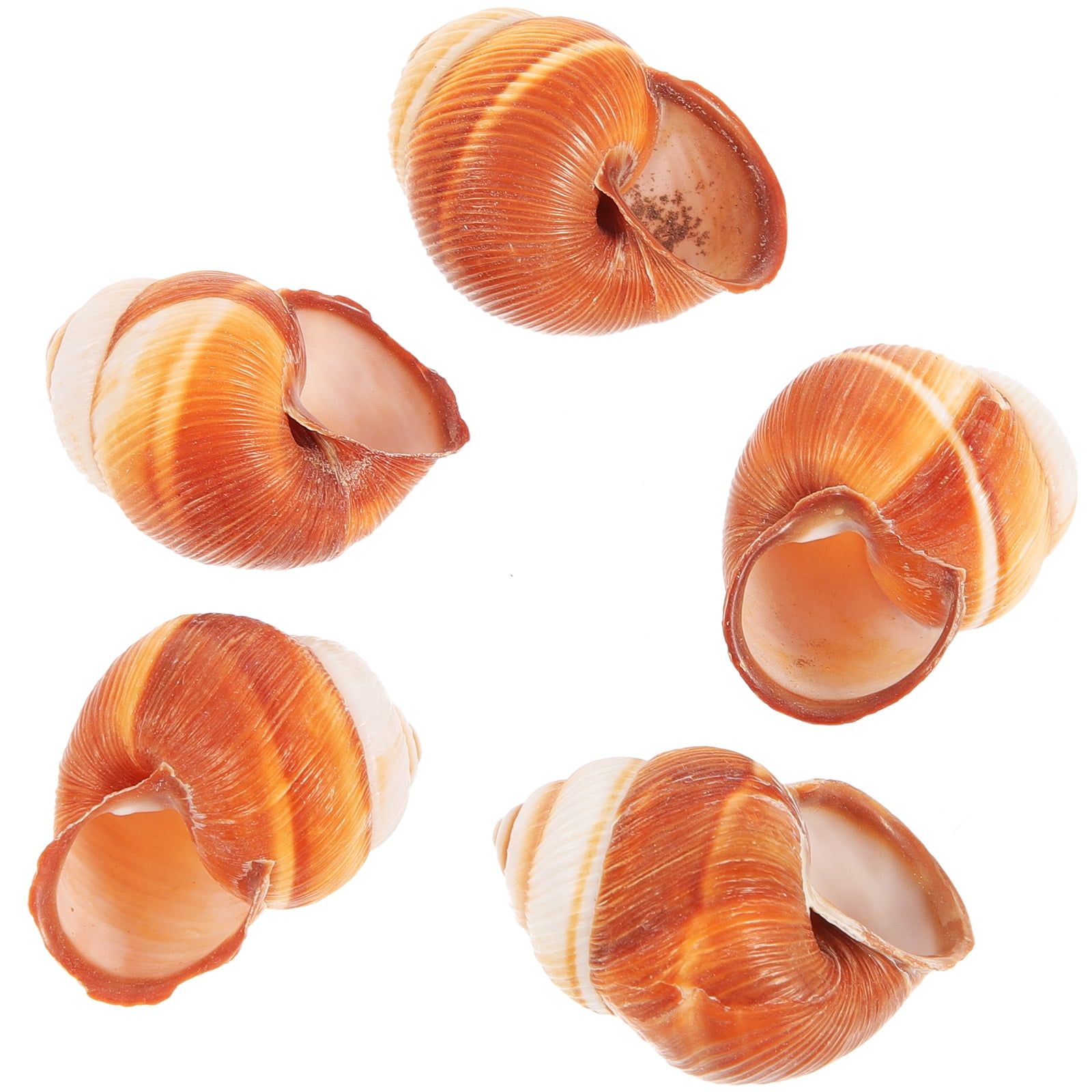 Qius 5Pcs Natural Snail Shells for Escargot Restaurant Escargot Shells ...