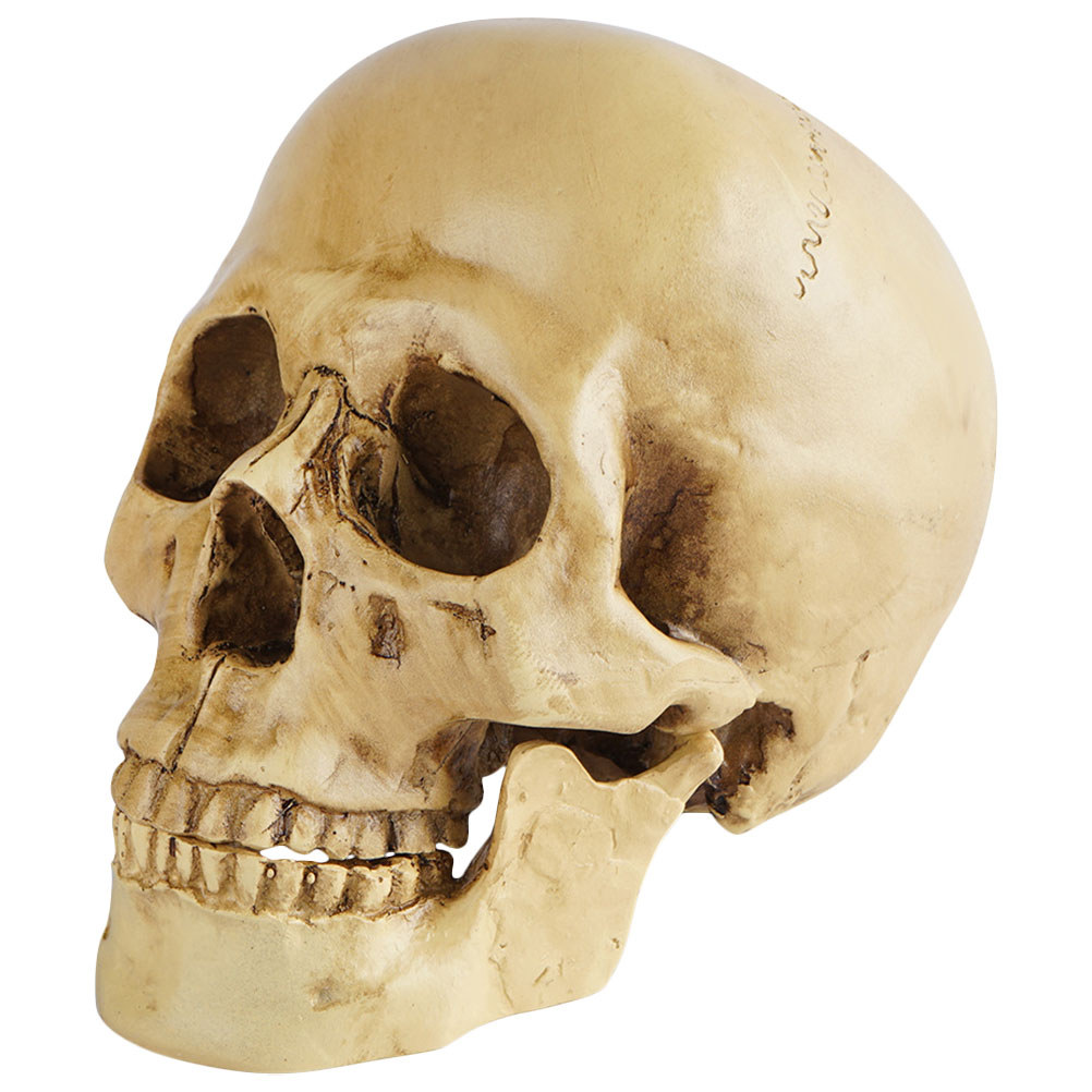 Qius Medical Skull Model Halloween Skull Decor Simulation Skull Model Skull Trick Prop - Walmart.com