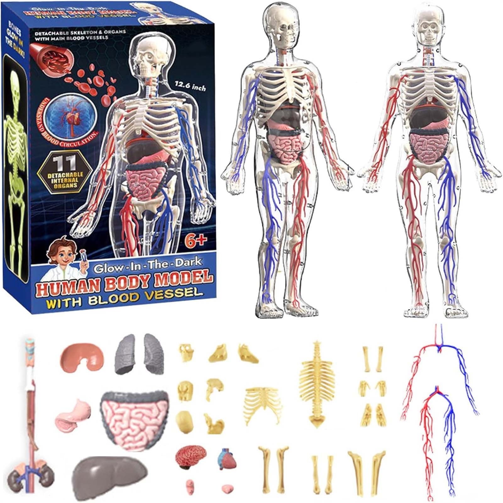 Qonioi Clear Human Body Structure Model, 29-Piece Removable Organs ...