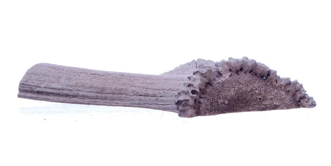 Qt Dog 6-8" Antlerz Threw Split Pet Treat Bone, Monster - Walmart.com