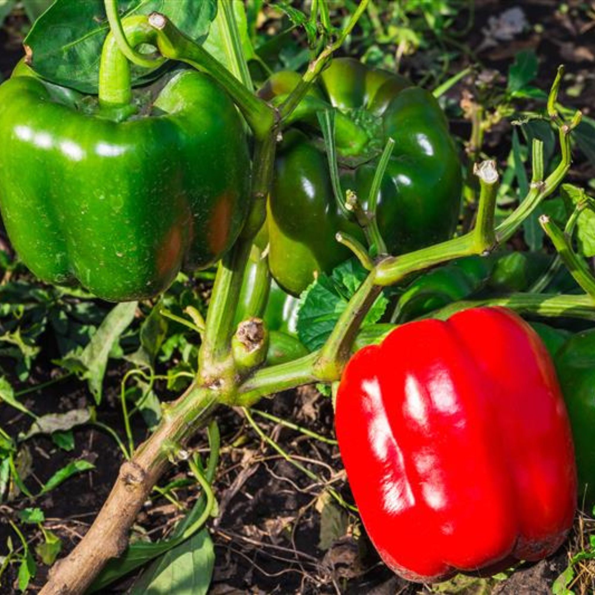 Quadrato D’Asti Rosso Pepper Seeds 4 Oz – 80-85 Days – Non-GMO Heirloom ...