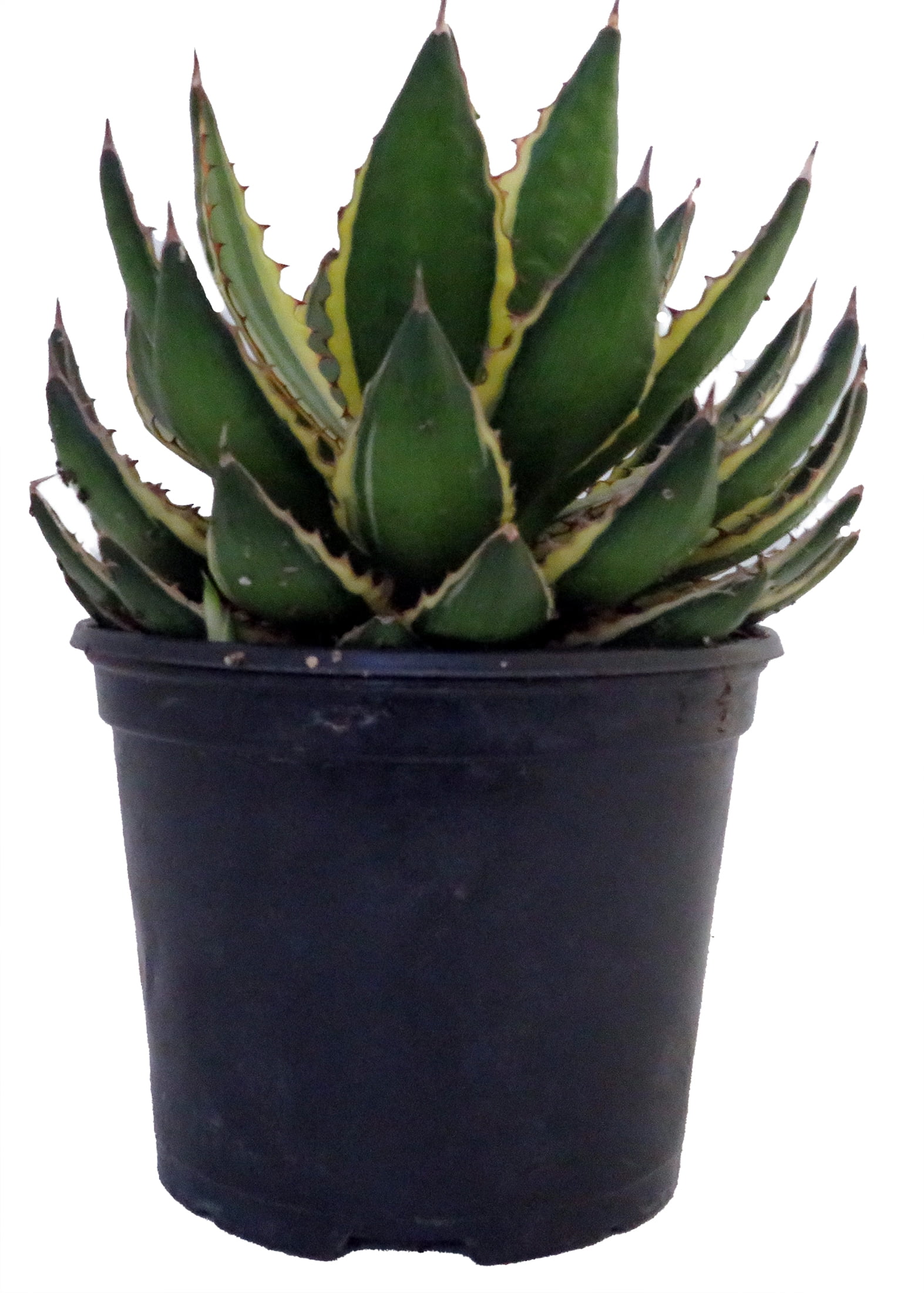 Quadricolor Century Plant - Agave lophanta Quadricolor - 6" Pot ...