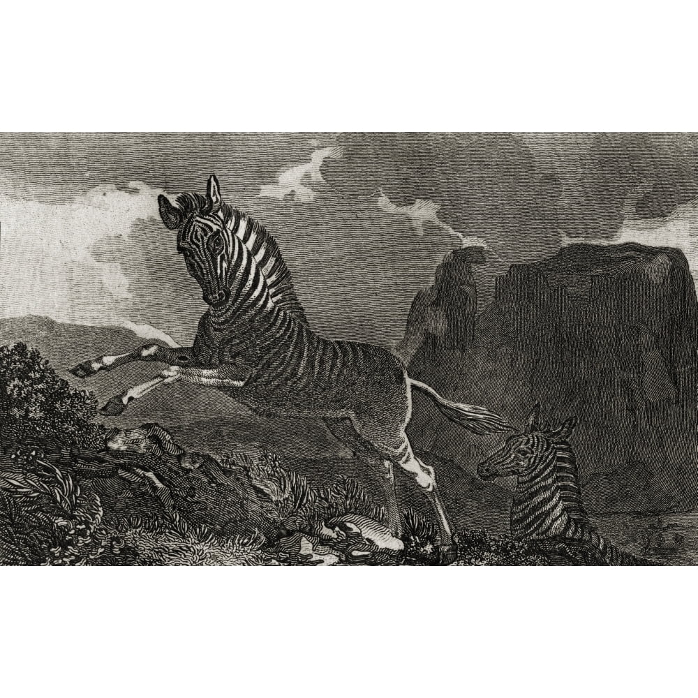 Quagga. Equus Quagga With A View Of The Table Mountain At The Cape Of ...