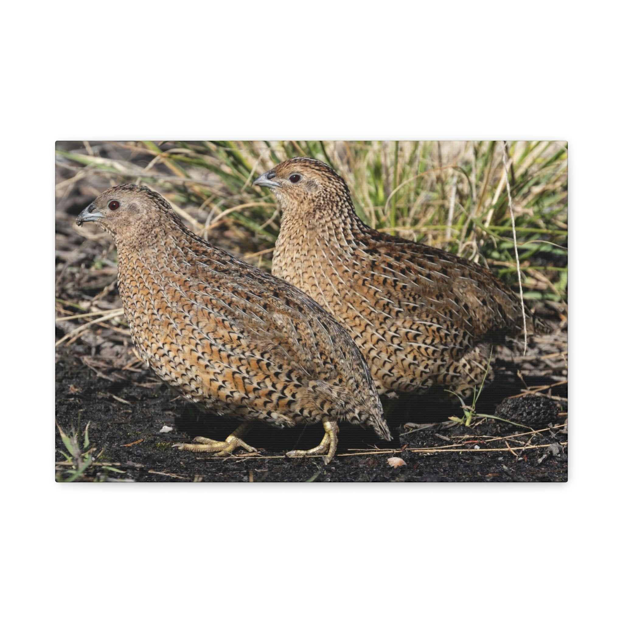 Quail Couple Quail Couple Print Animal Wall Art Wildlife Canvas Prints ...