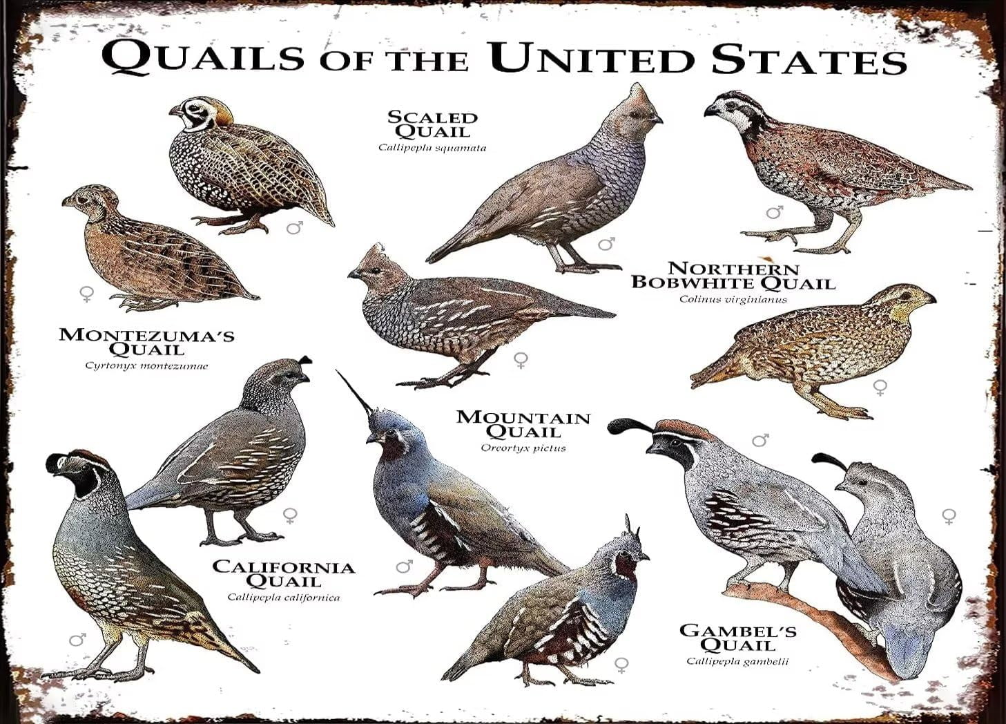 Quail Diamond Art Painting Kits for Adults 5D Quail Of The United ...