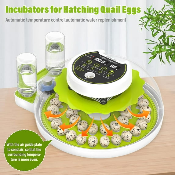 Quail Egg Incubator with Automatic Turner and Humidity Control, 40 Eggs Capacity, Transparent ...