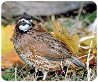 Quail Mousepad - Walmart.com