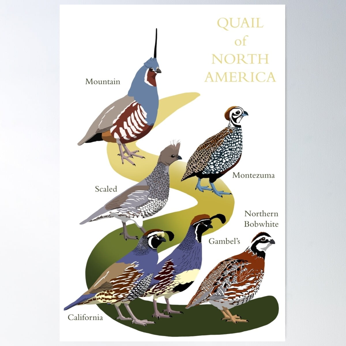 Quail Of North America (With Text) Poster Wall Art, Modern Wall Decor ...