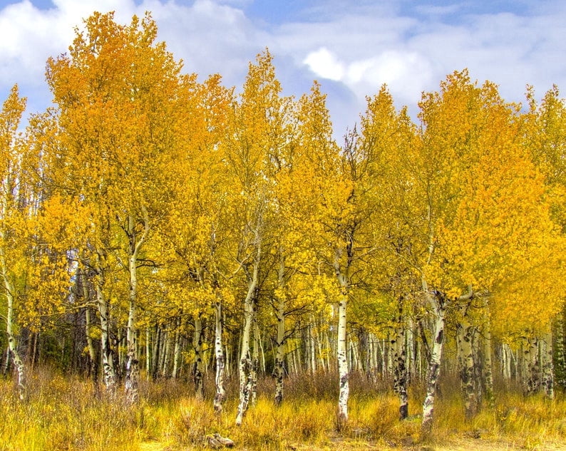 Set 2 Quaking Aspen Trees Live Plant 2–3 ft Tall, Populus Tremuloides ...
