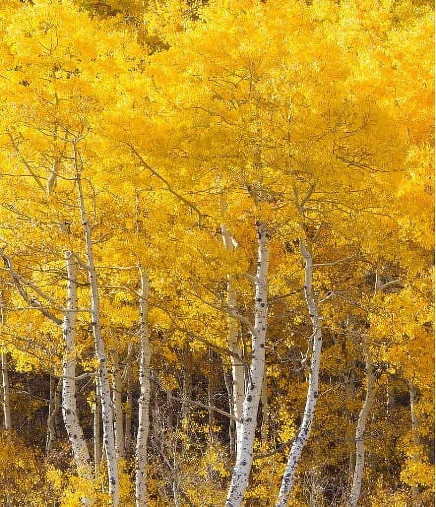 Quaking Aspen Tree Seedlings for Planting - Populus tremuloides - Live ...