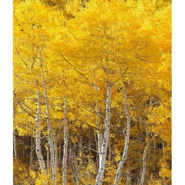 Quaking Aspen Tree Seedlings for Planting - Populus tremuloides - Live ...