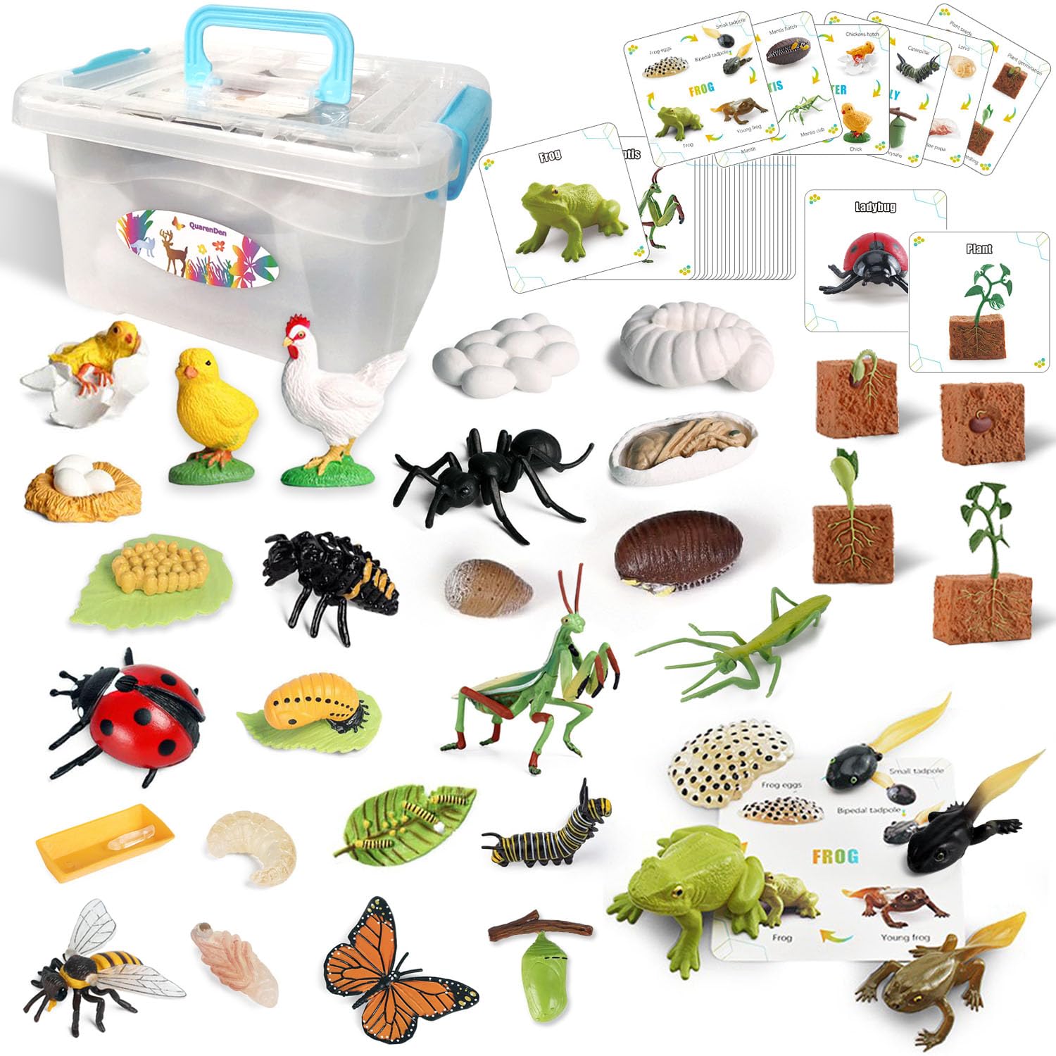 QuarenDen Life Cycle DHF10 33 PCS, Learning & Educational Realistic ...