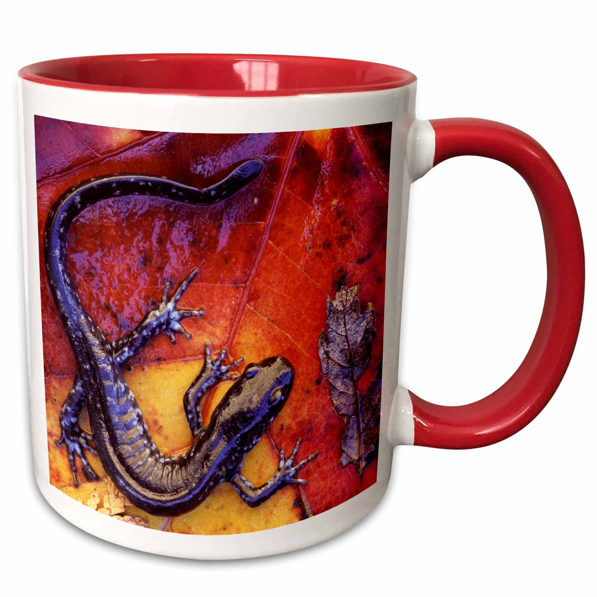 3drose, Quebec. Blue-spotted Salamander Lizards-cn10 Bja0023 - Janyes ...