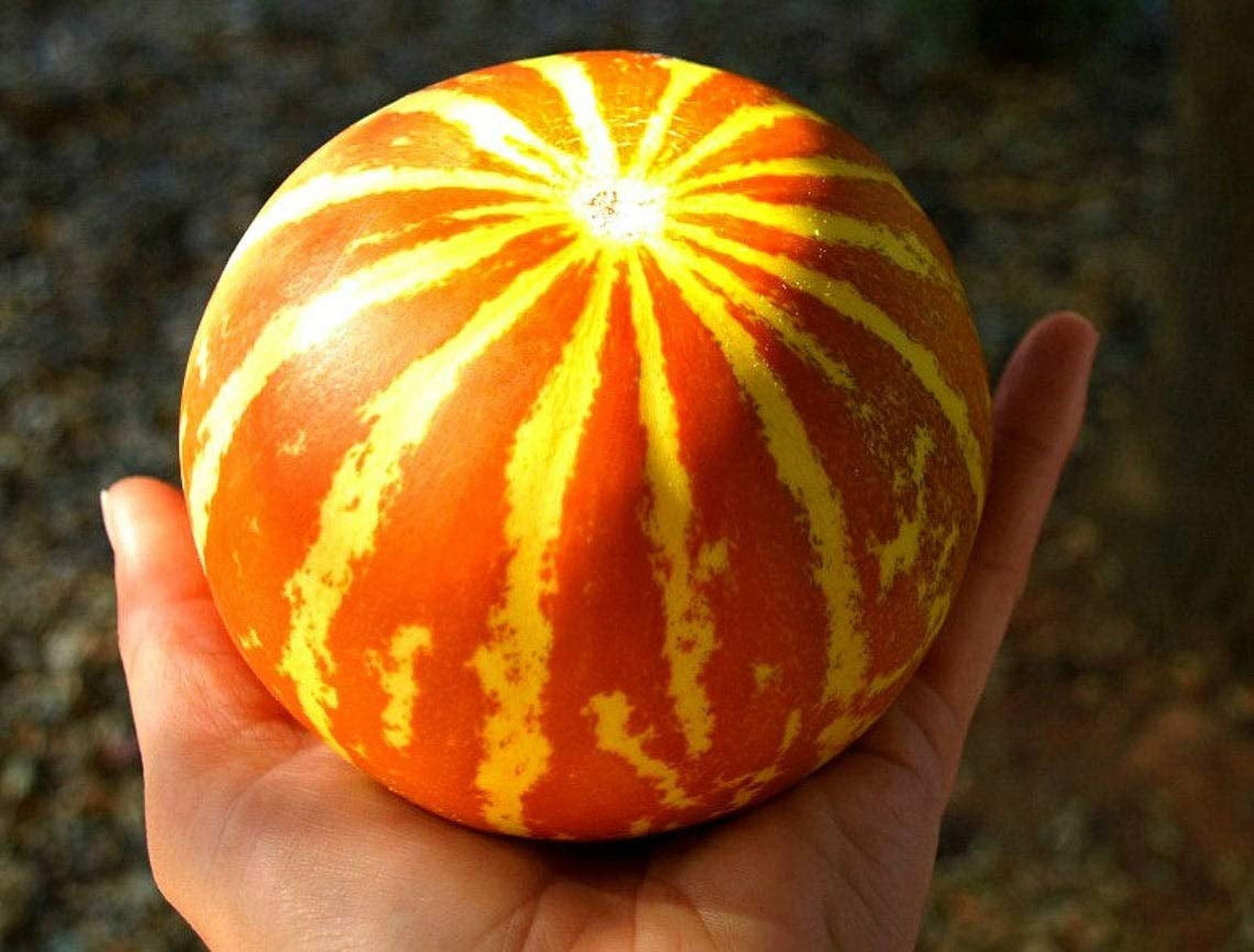 Queen Anne's Pocket Melon Seeds - 10 Seeds - Grow Your Own Food ...