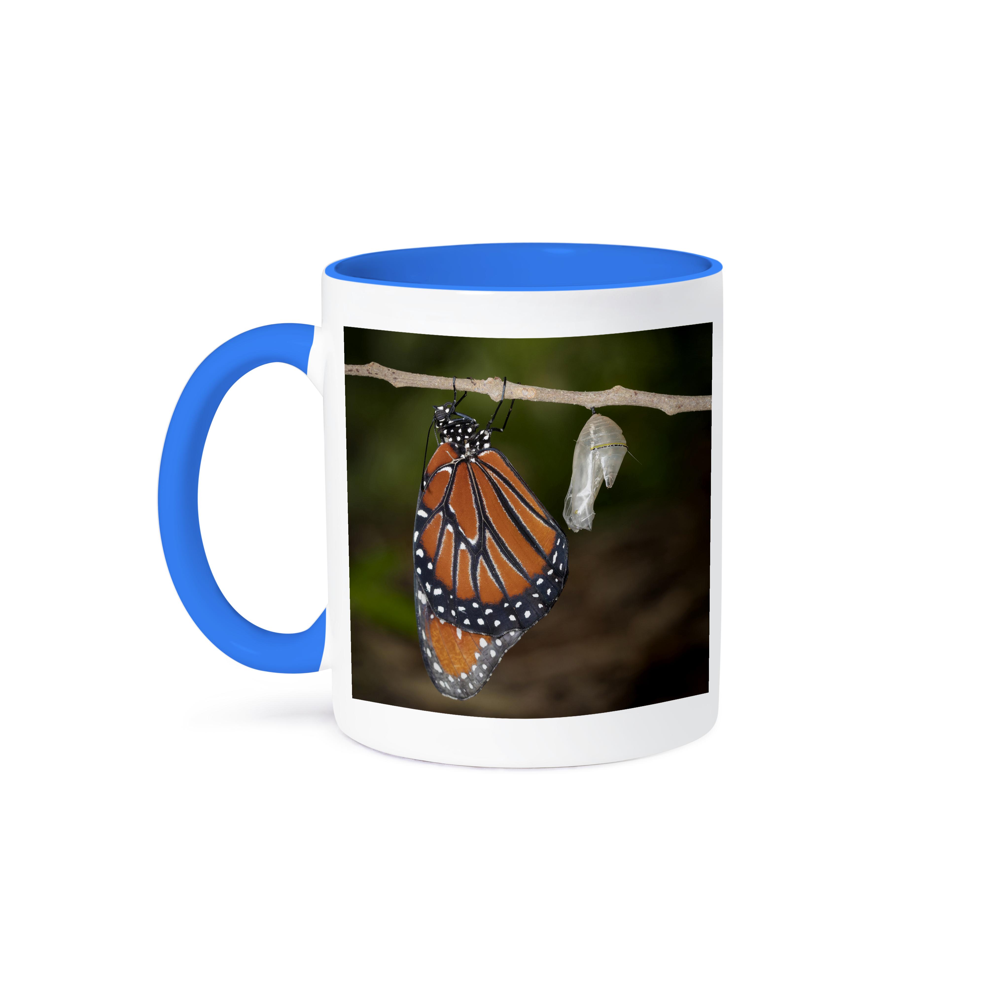 Queen Butterfly Just Hatched, Danaus Gilippus, Florida, 15oz Two-Tone ...