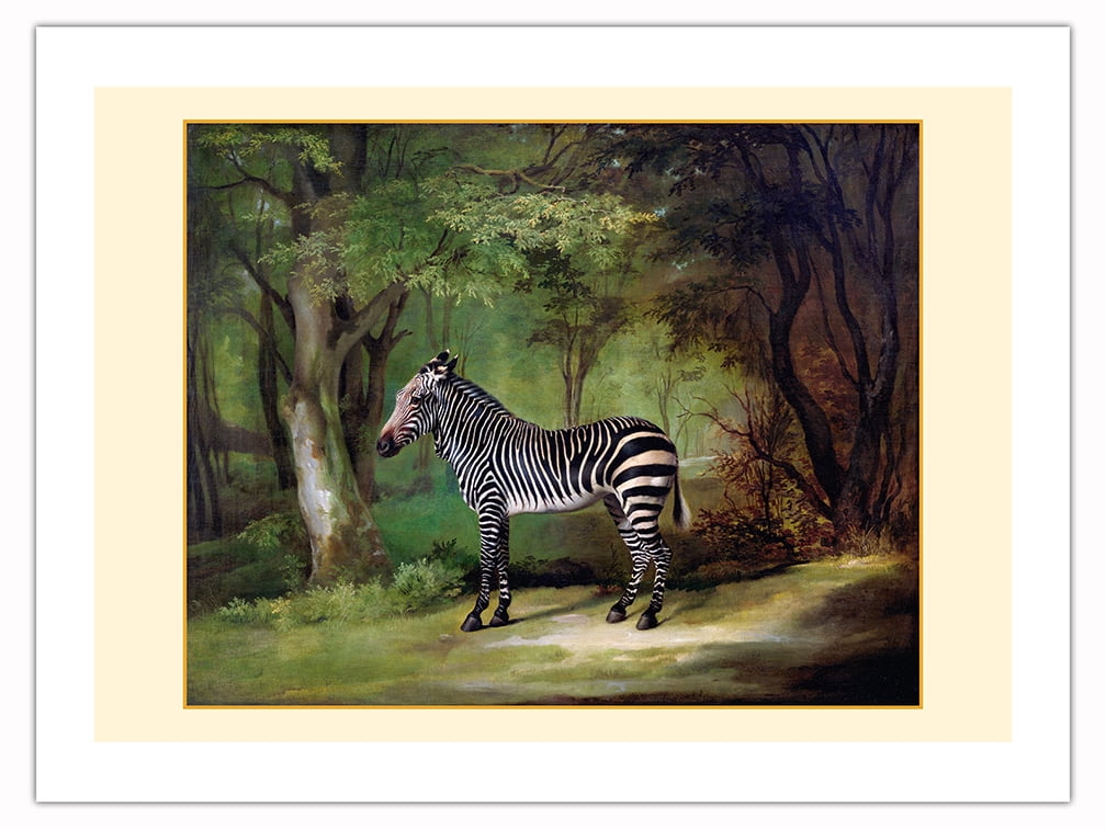 Queen Charlotte’s Zebra - From an Original Color Painting by George ...