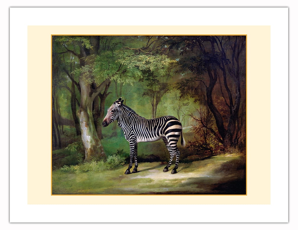 Queen Charlotte’s Zebra - From an Original Color Painting by George ...