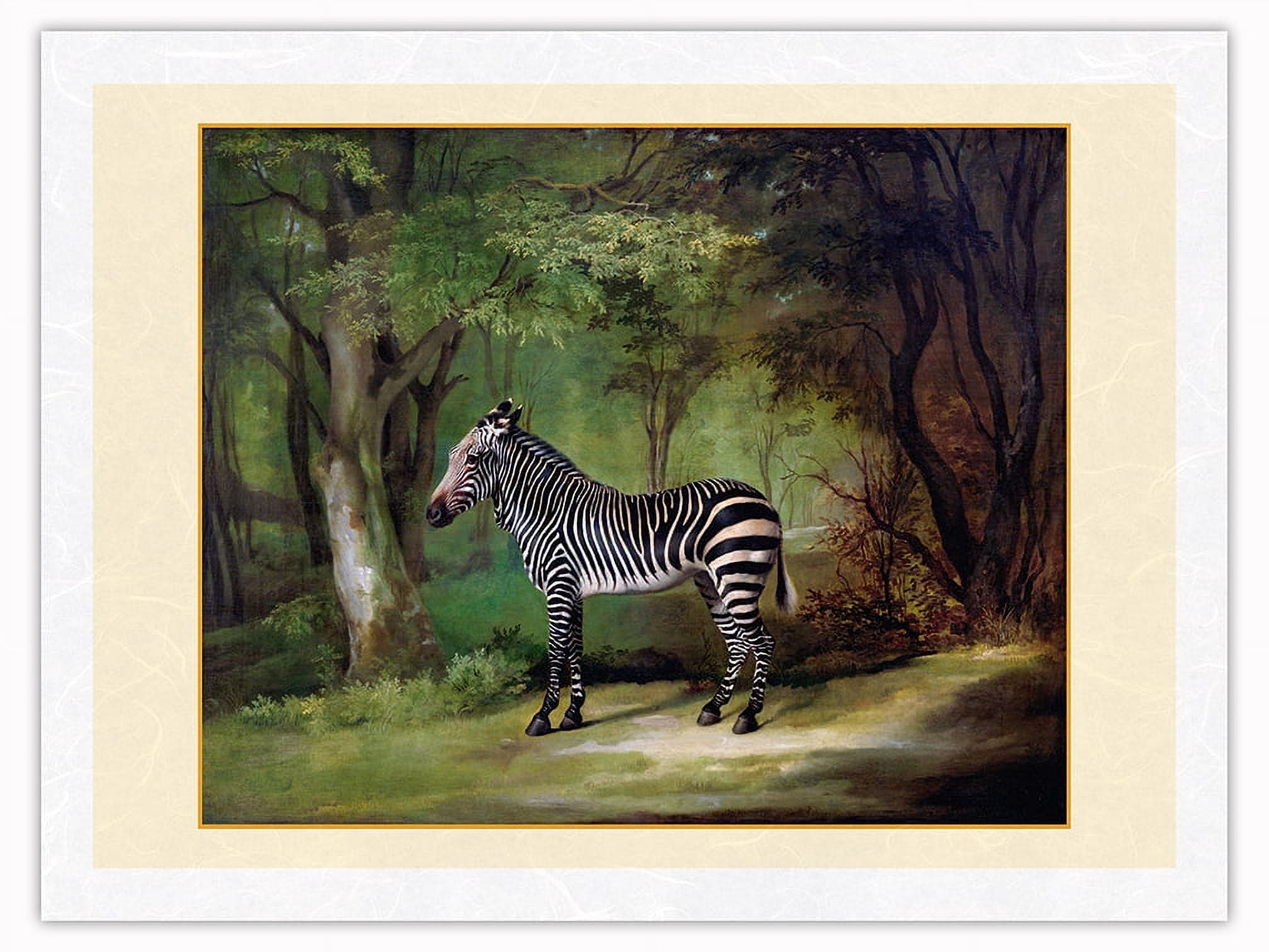Queen Charlotte’s Zebra - From an Original Color Painting by George ...