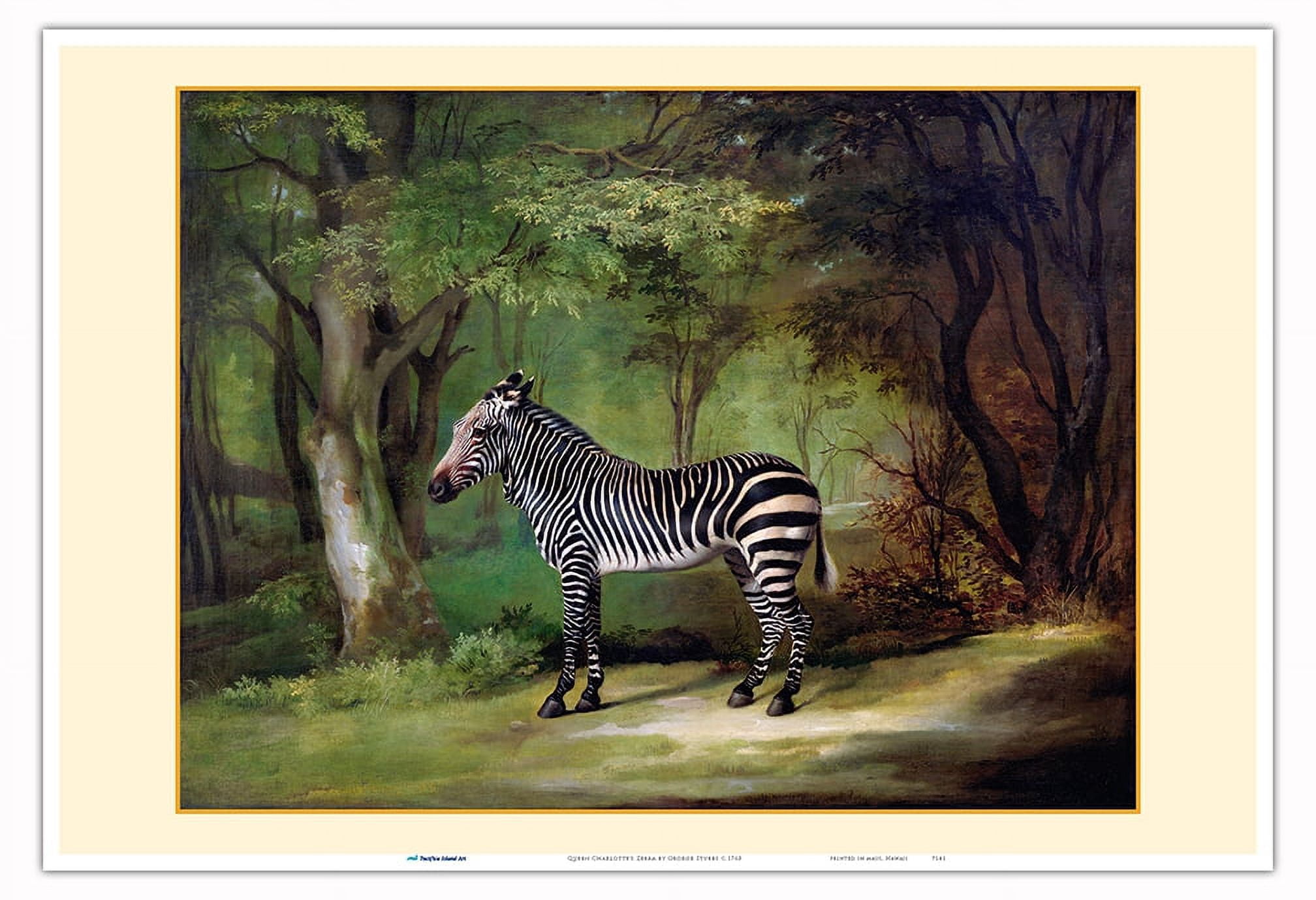 Queen Charlotte’s Zebra - From an Original Color Painting by George ...