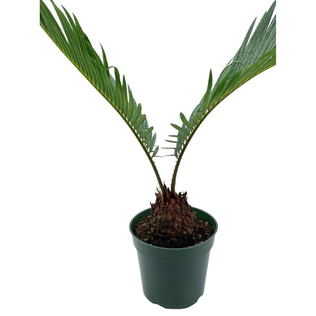 Queen Sago Palm, Cycas rumphii, in a 4 inch Pot (Cycas revoluta ...