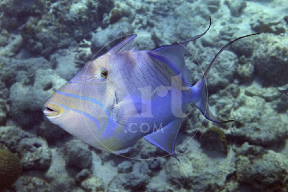 Queen Triggerfish, Unframed Photographic Print Wall Art by Hal Beral ...