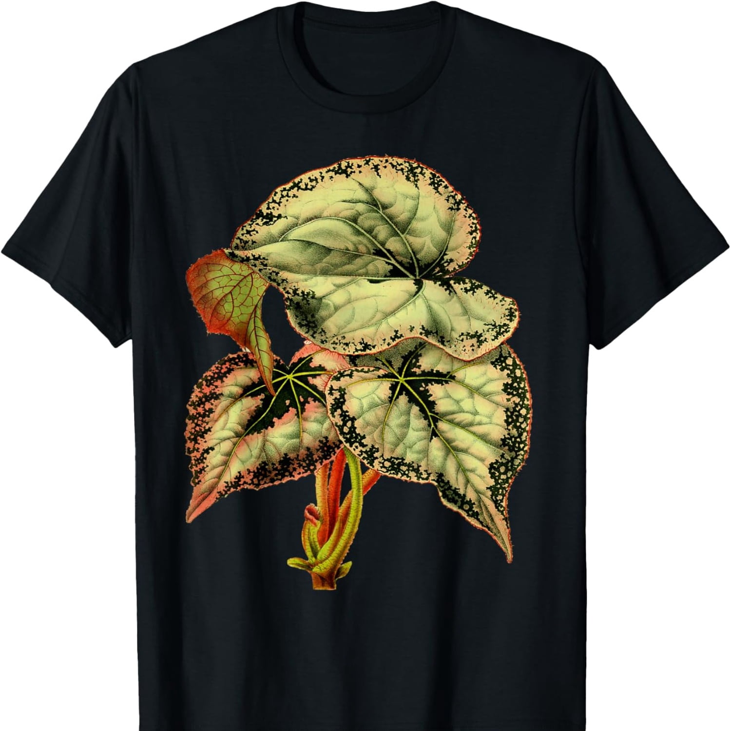 Queen Victoria Begonia B1OtaniC1Al T-S1Hirt - Walmart.com