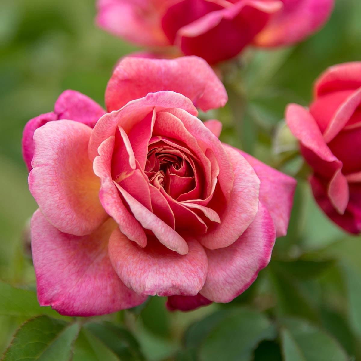 Queen of Elegance Floribunda Rose Dormant Bare Root Shrub (1-Pack ...