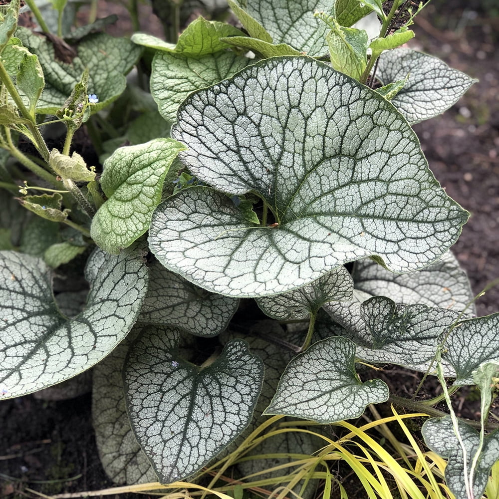 Hirt's Gardens, Queen of Hearts Brunnera, Shade Perennial, Gallon Pot ...