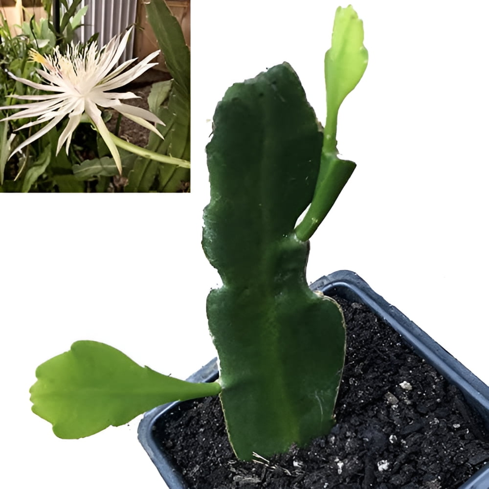 Queen of the Night Plant, (Epiphyllum oxypetalum) 2.5 inch pot ...