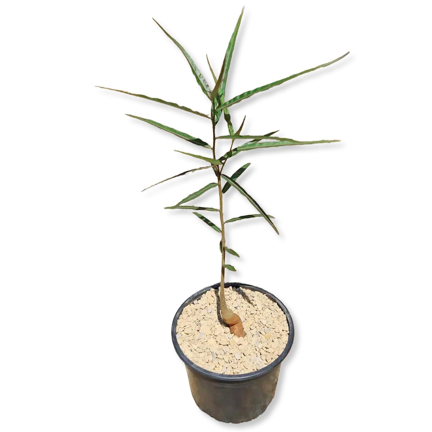 Queensland Bottle Tree - 1 Live Plant in a 4 Inch Growers Pot ...