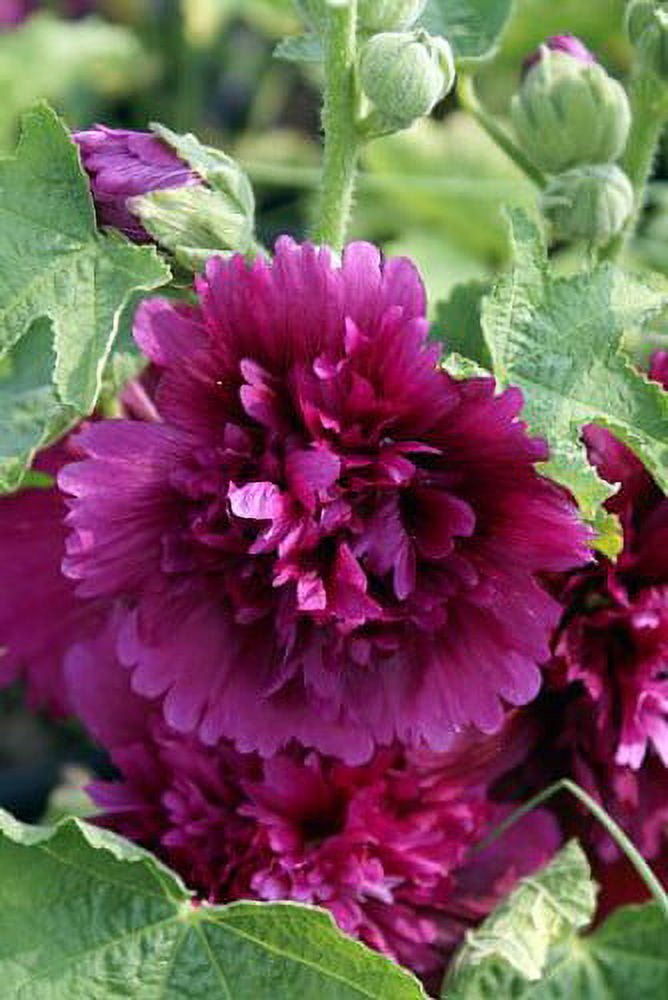 Queeny Purple Hollyhock - Alcea - Perennial - Very Dwarf - Quart Pot ...