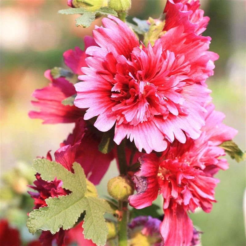 Queeny Purple Hollyhock Seeds 500 Mg – Alcea rosea | Perennial, 2nd ...
