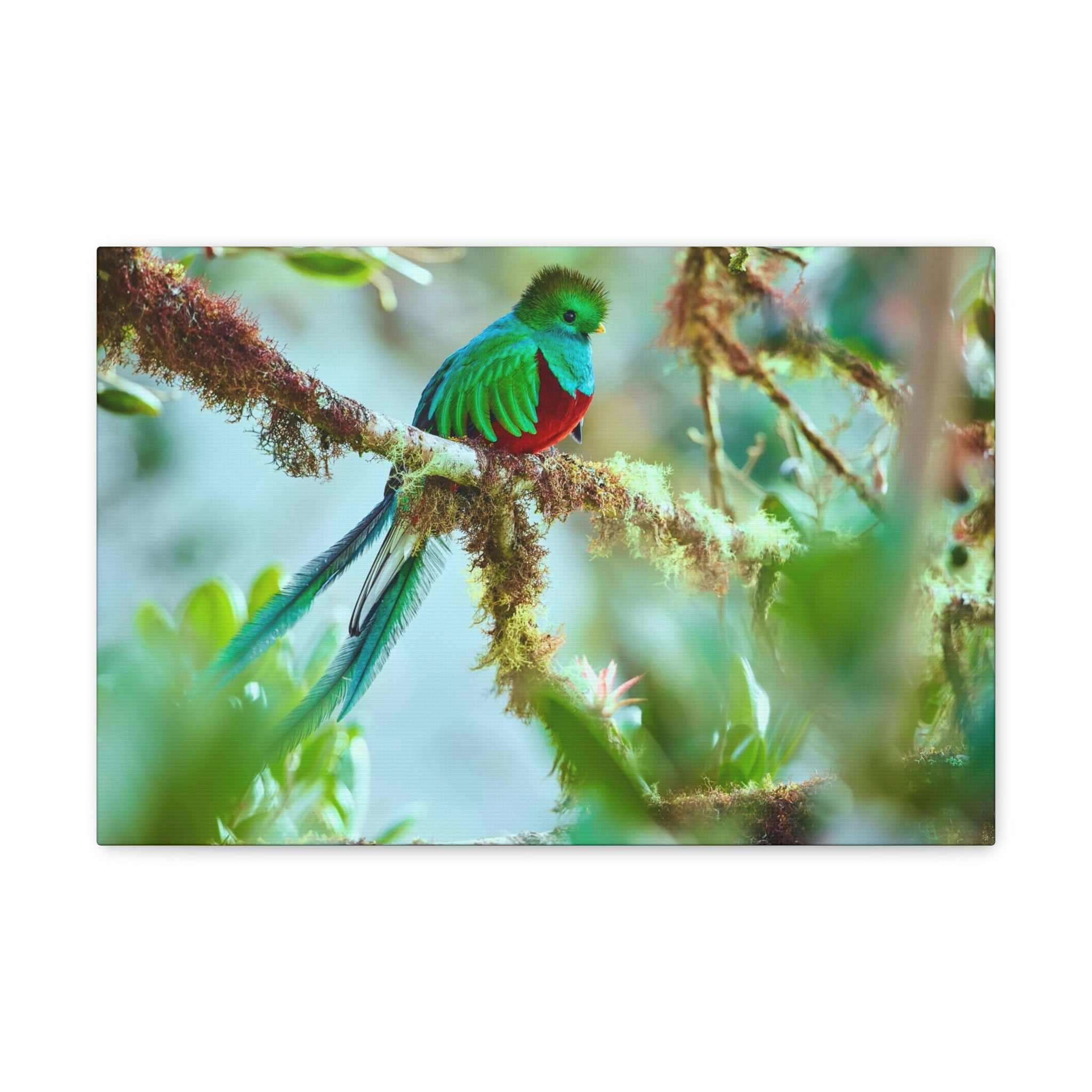 Quetzal Hunting Quetzal on Hunt Print Animal Wall Art Wildlife Canvas ...