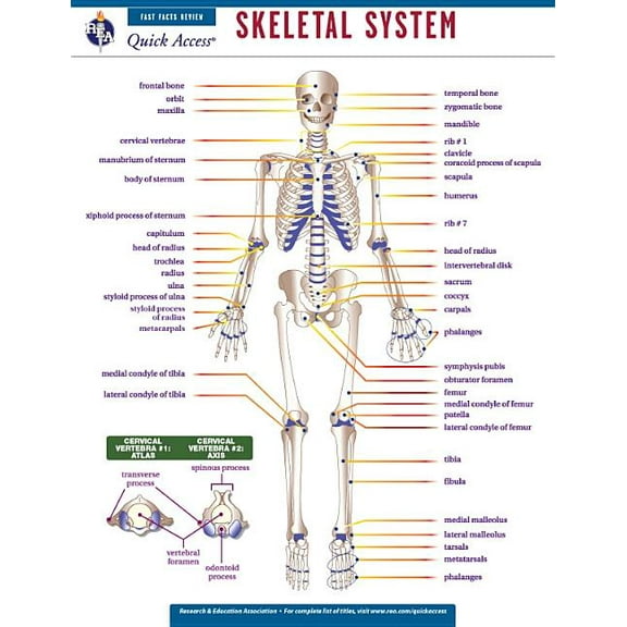 Skeletal System Word Search