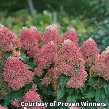 Quick Fire Fab Panicle Hydrangea - 3 Gallon Shrub - Walmart.com