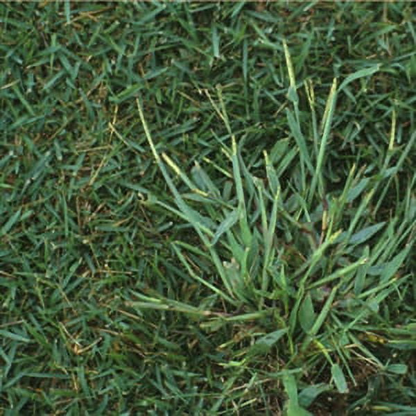 Quick-N-Big Crabgrass Seed - 5 Lbs. - Walmart.com