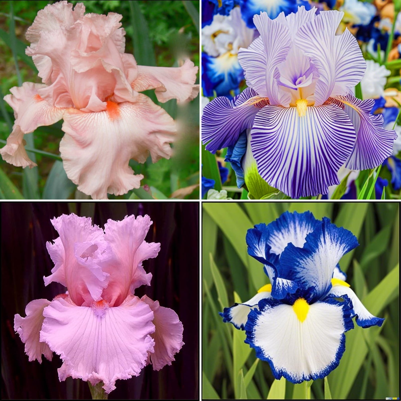 Quick Sprouting Iris Planting-(Non-Artificial)-Ornamental-Easy Growing ...