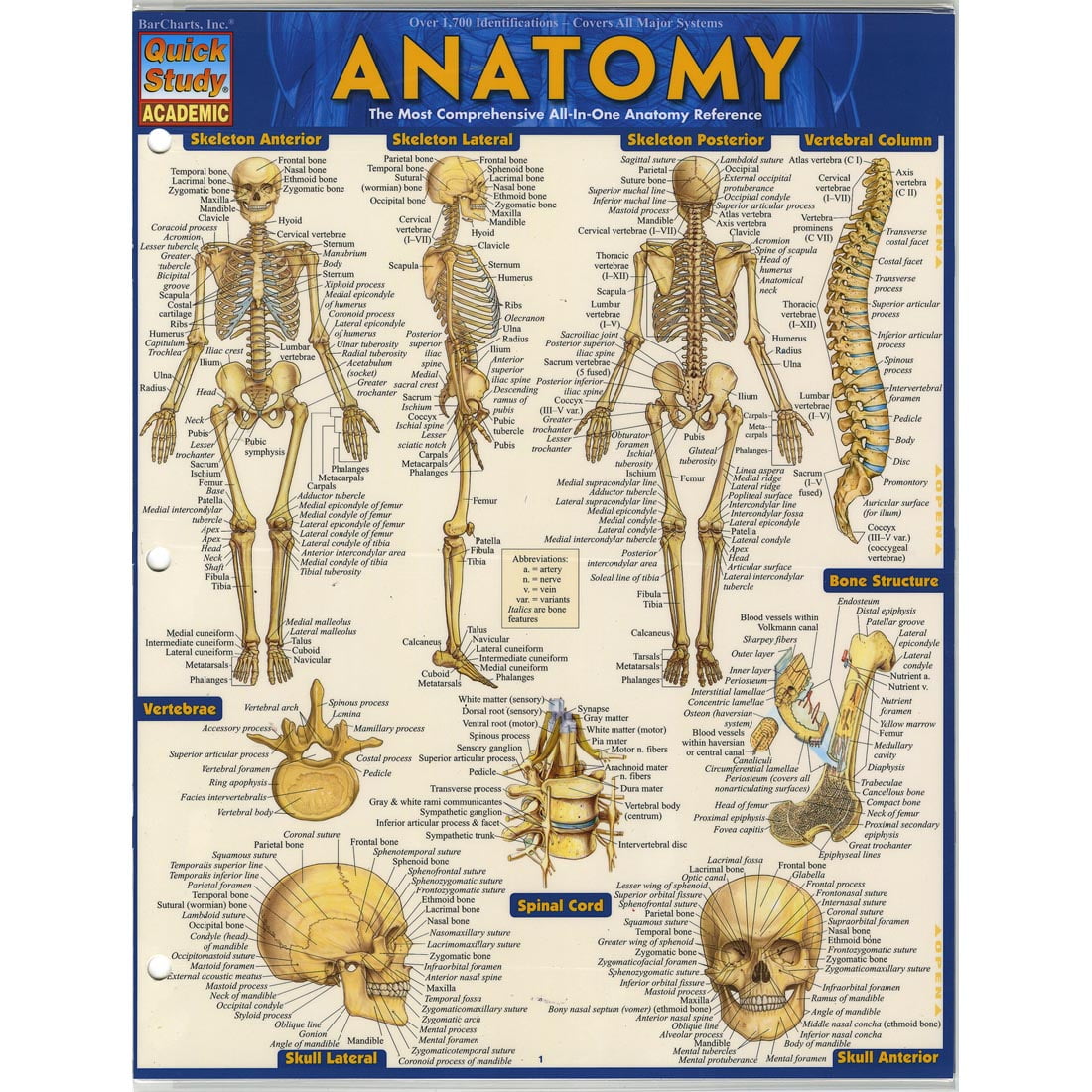 QuickStudy BarChart: Anatomy - Walmart.com