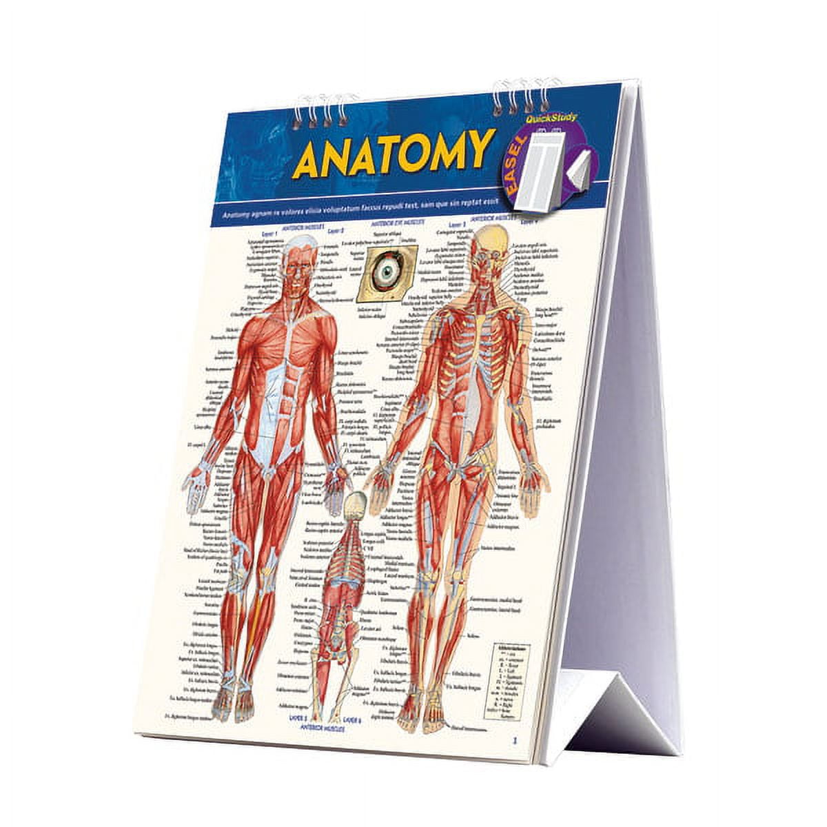 QuickStudy Easel, Human Anatomy - Walmart.com