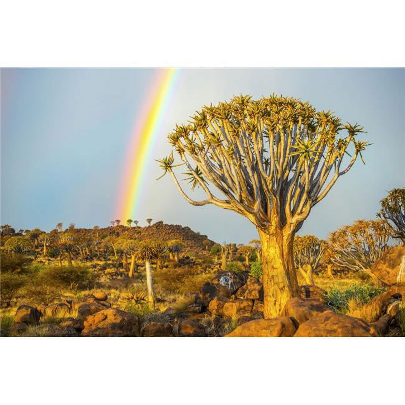 Quiver Tree Poster Print - 38 x 24 in. - Large - Walmart.com