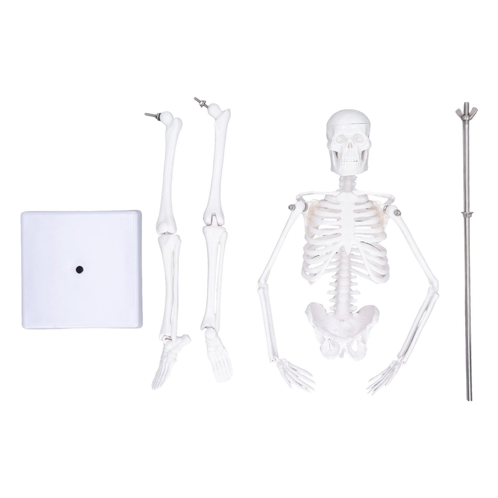 Qulable 45CM Mini Skeleton Model PVC Human Body Bone Structure with ...