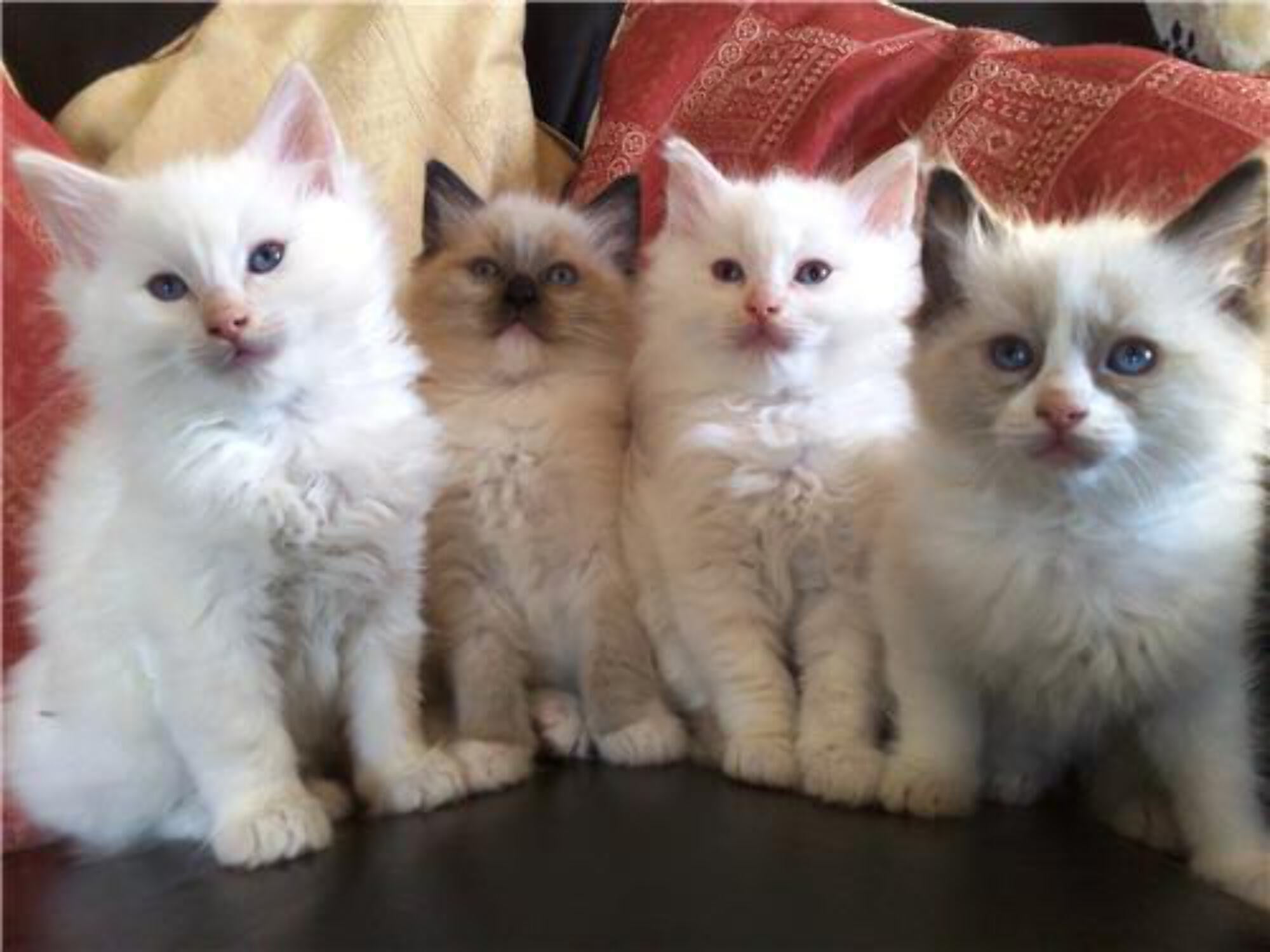 RAGDOLL KITTENS GLOSSY POSTER PICTURE PHOTO blue cats kitty kitties ...